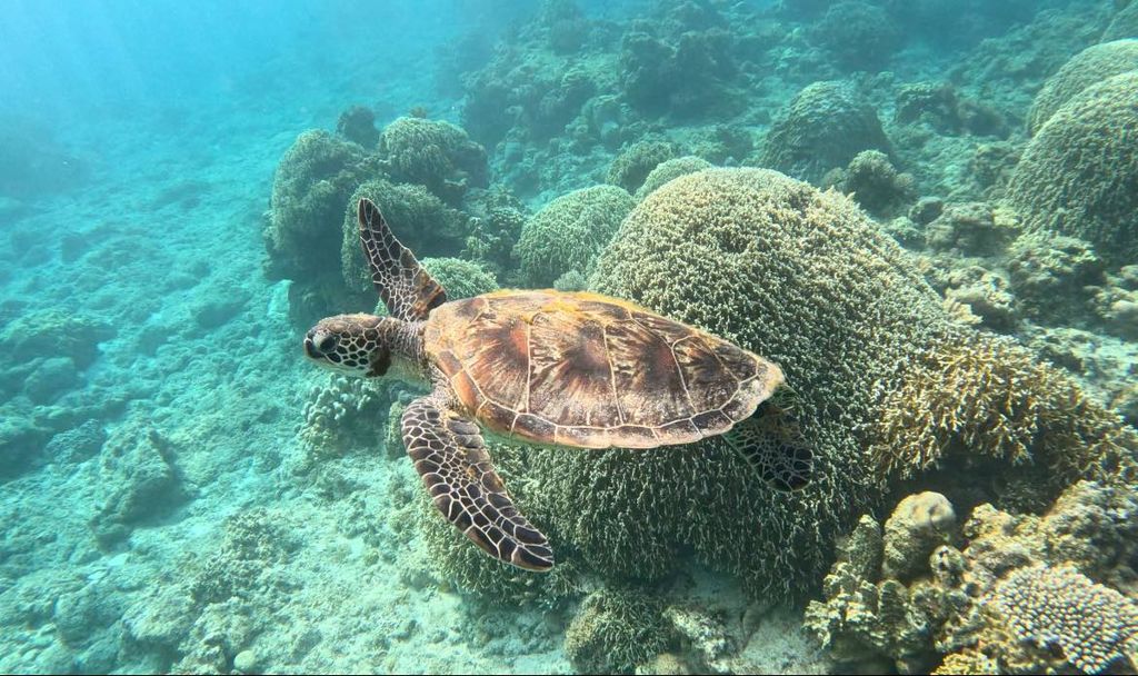 Internet of Turtles