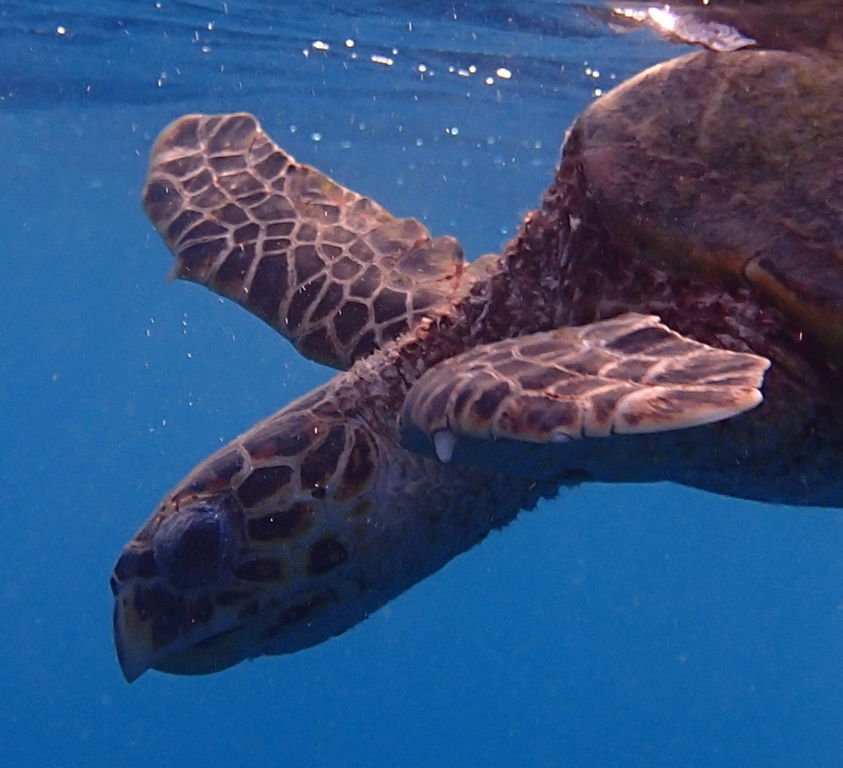 Internet of Turtles