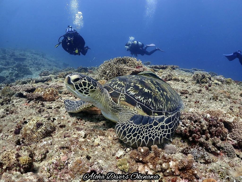 Internet of Turtles