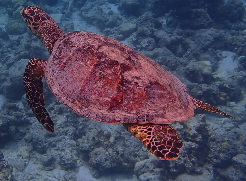 Internet of Turtles