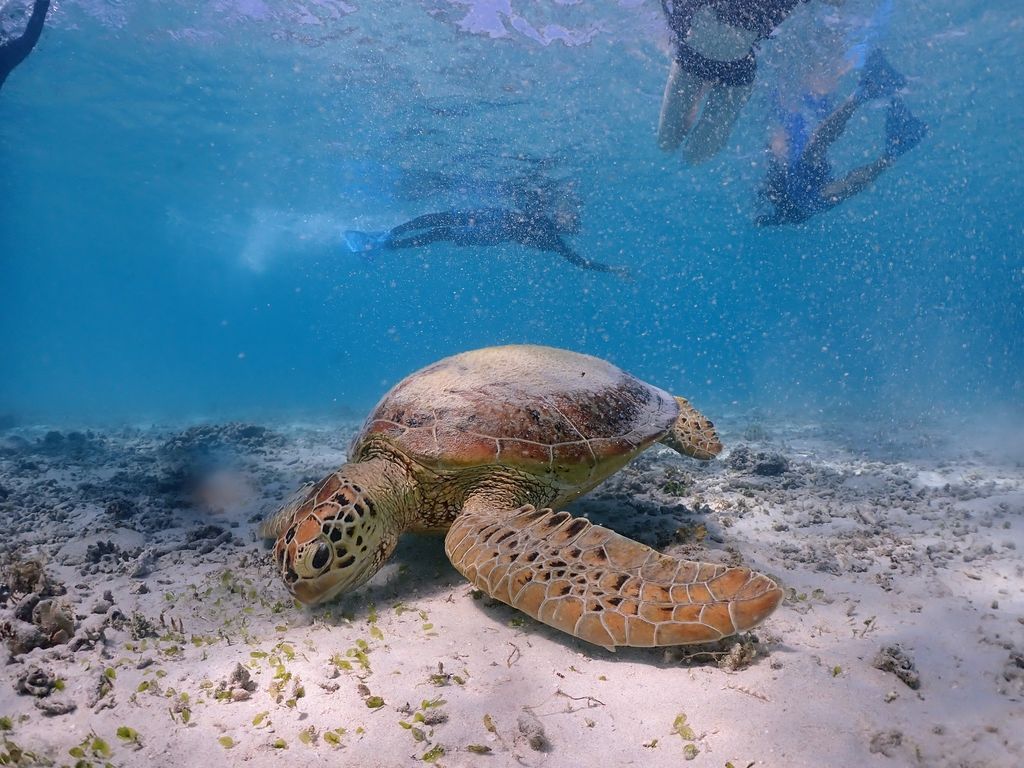 Internet of Turtles